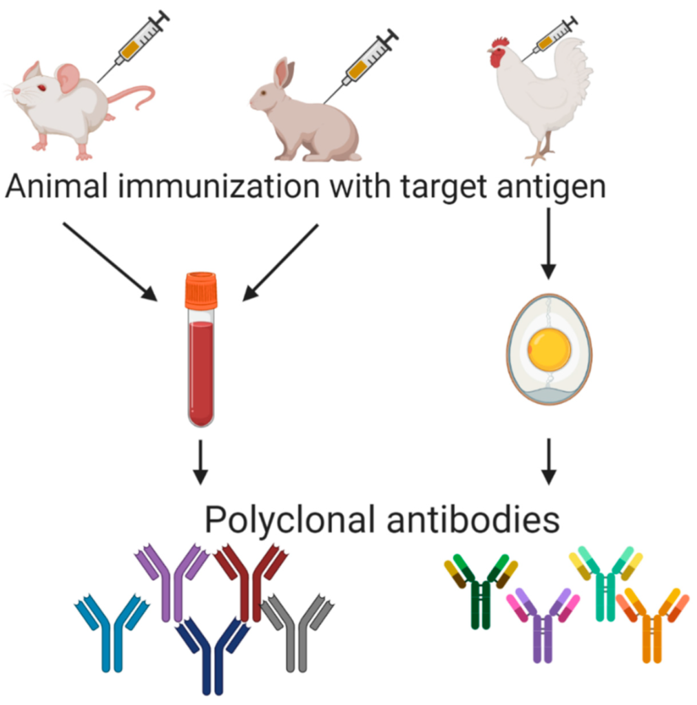 Polyclonal Antibody Production | Unit Scientific